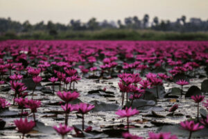 {Best 100+} कमल के फूल की फोटो डाउनलोड करे Kamal Ka Phool Photo hd