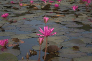 {Best 100+} कमल के फूल की फोटो डाउनलोड करे Kamal Ka Phool Photo hd