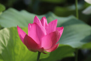 {Best 100+} कमल के फूल की फोटो डाउनलोड करे Kamal Ka Phool Photo hd