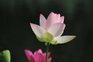 {Best 100+} कमल के फूल की फोटो डाउनलोड करे Kamal Ka Phool Photo hd
