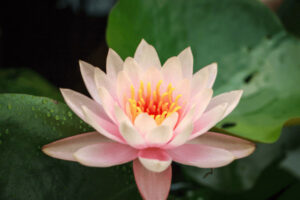 {Best 100+} कमल के फूल की फोटो डाउनलोड करे Kamal Ka Phool Photo hd