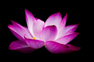 {Best 100+} कमल के फूल की फोटो डाउनलोड करे Kamal Ka Phool Photo hd
