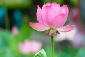 {Best 100+} कमल के फूल की फोटो डाउनलोड करे Kamal Ka Phool Photo hd