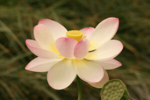 {Best 100+} कमल के फूल की फोटो डाउनलोड करे Kamal Ka Phool Photo hd