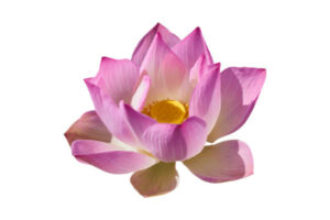 {Best 100+} कमल के फूल की फोटो डाउनलोड करे Kamal Ka Phool Photo hd